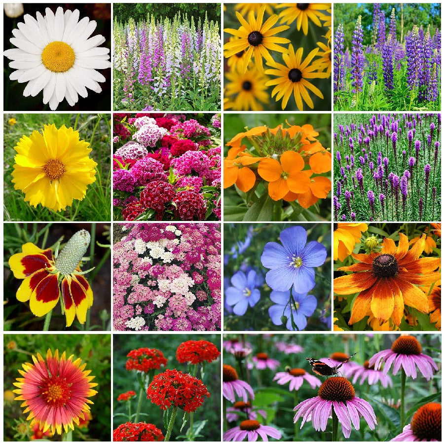 Wildflower Mixes - 50 Pounds – Bulk Seed Store