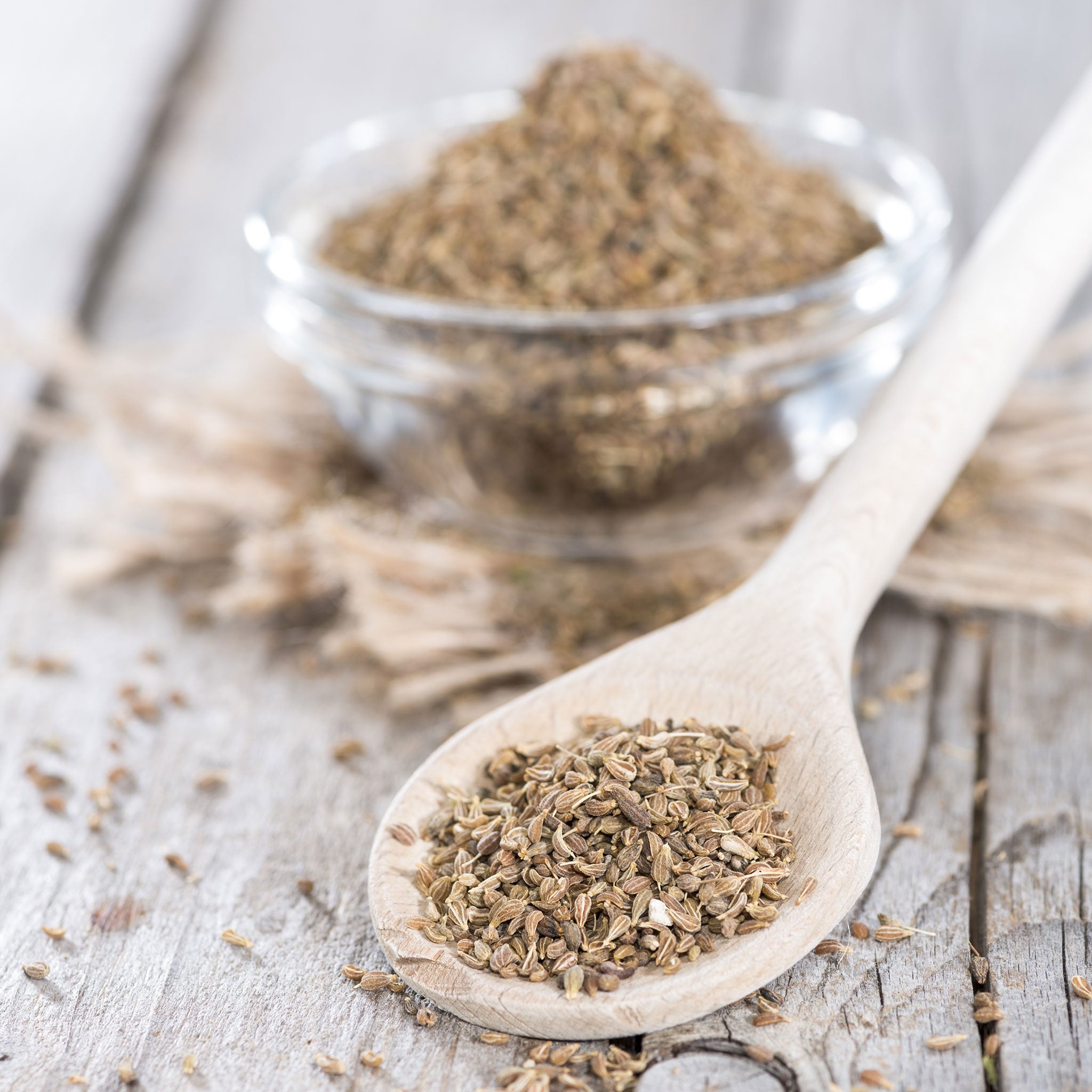 Bulk Dahlia Seeds - Mixed Mignon | Bulk Seed Store