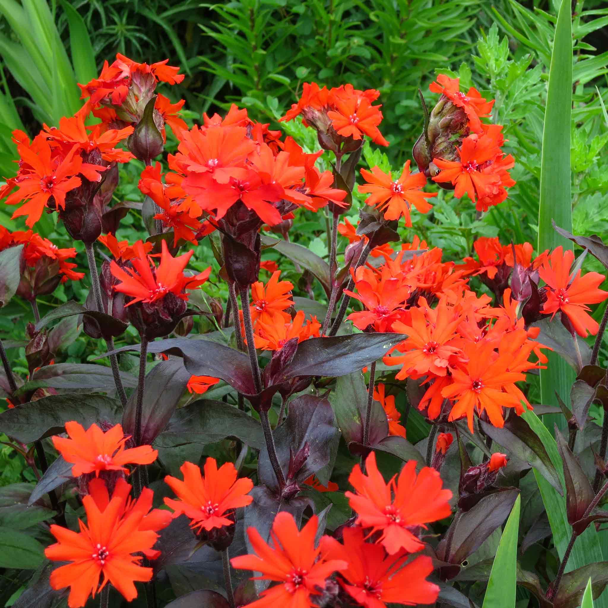 Bulk Flower Seeds | Buy in Bulk & Save | Bulk Seed Store