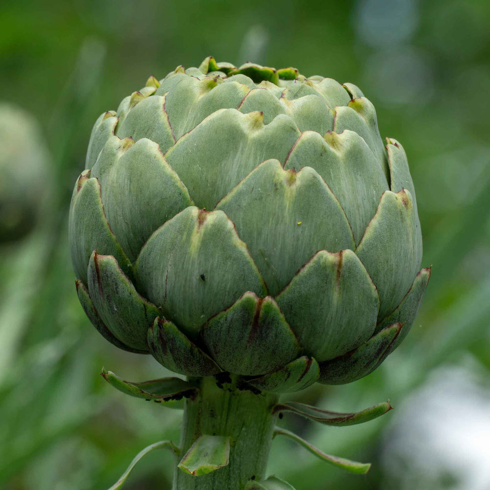 Shop All Products – Bulk Seed Store