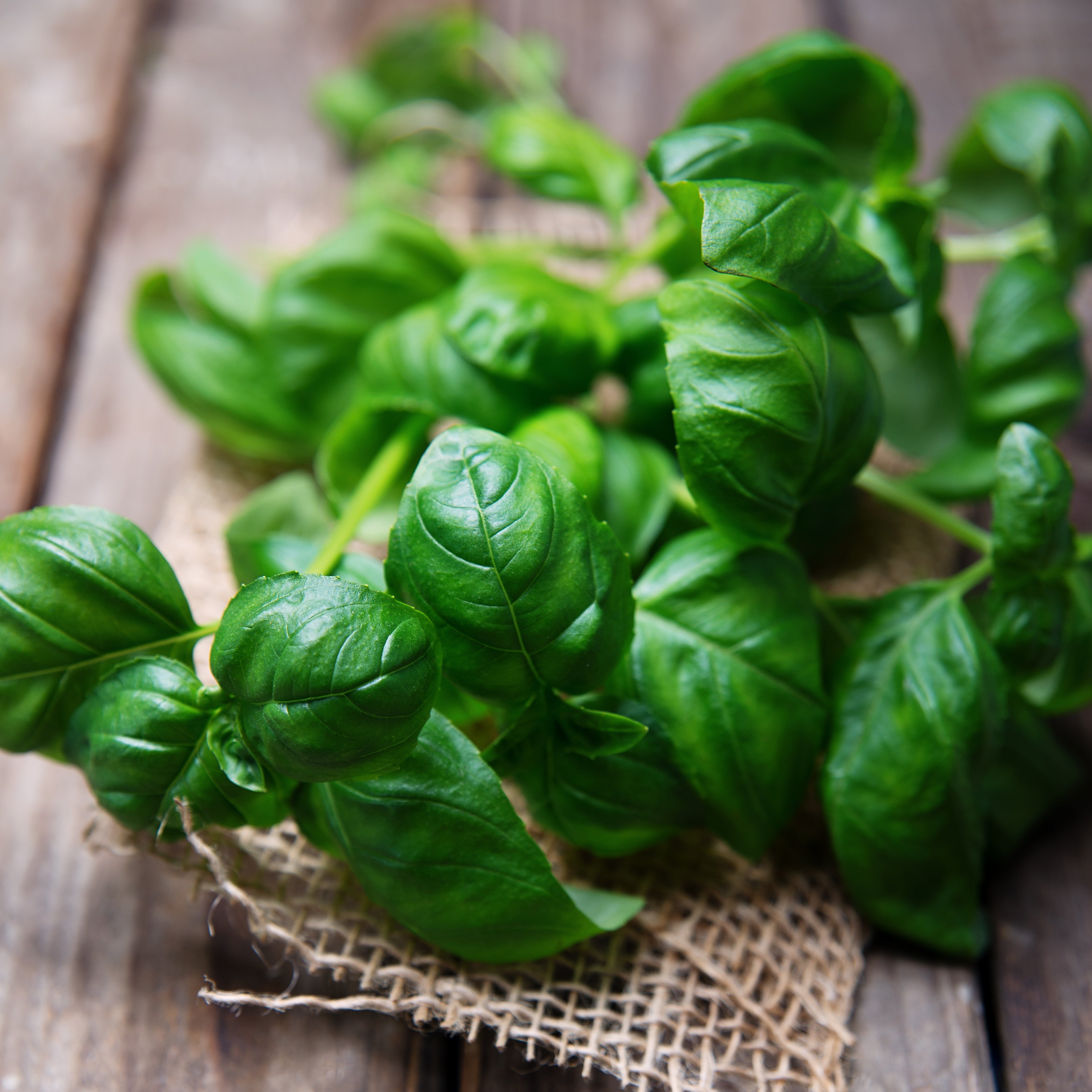 Bulk Basil Seeds | Buy in Bulk & Save | Bulk Seed Store – Page 2