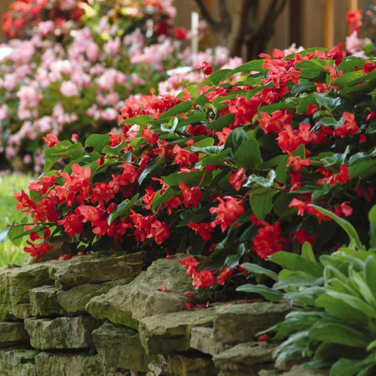 Bulk Flower Seeds | Buy in Bulk & Save | Bulk Seed Store