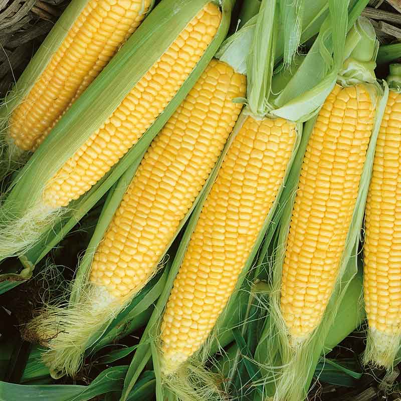 Bulk Corn Seeds | Buy in Bulk & Save | Bulk Seed Store