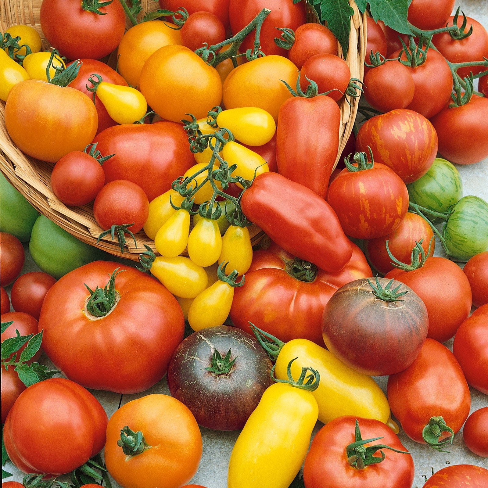 Bulk Vegetable Seeds | Buy in Bulk & Save | Bulk Seed Store