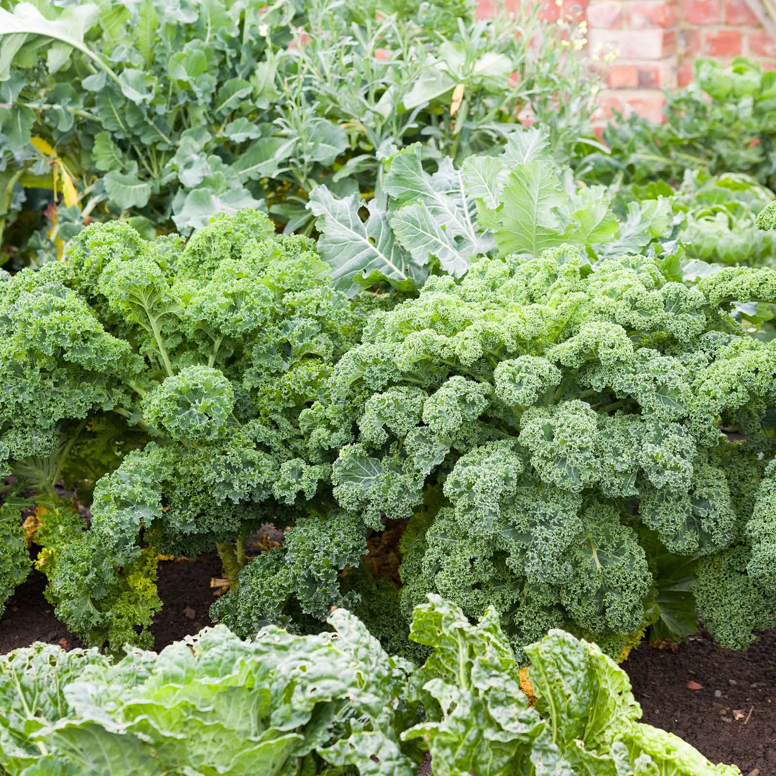 Bulk Kale Seeds | Buy in Bulk & Save | Bulk Seed Store