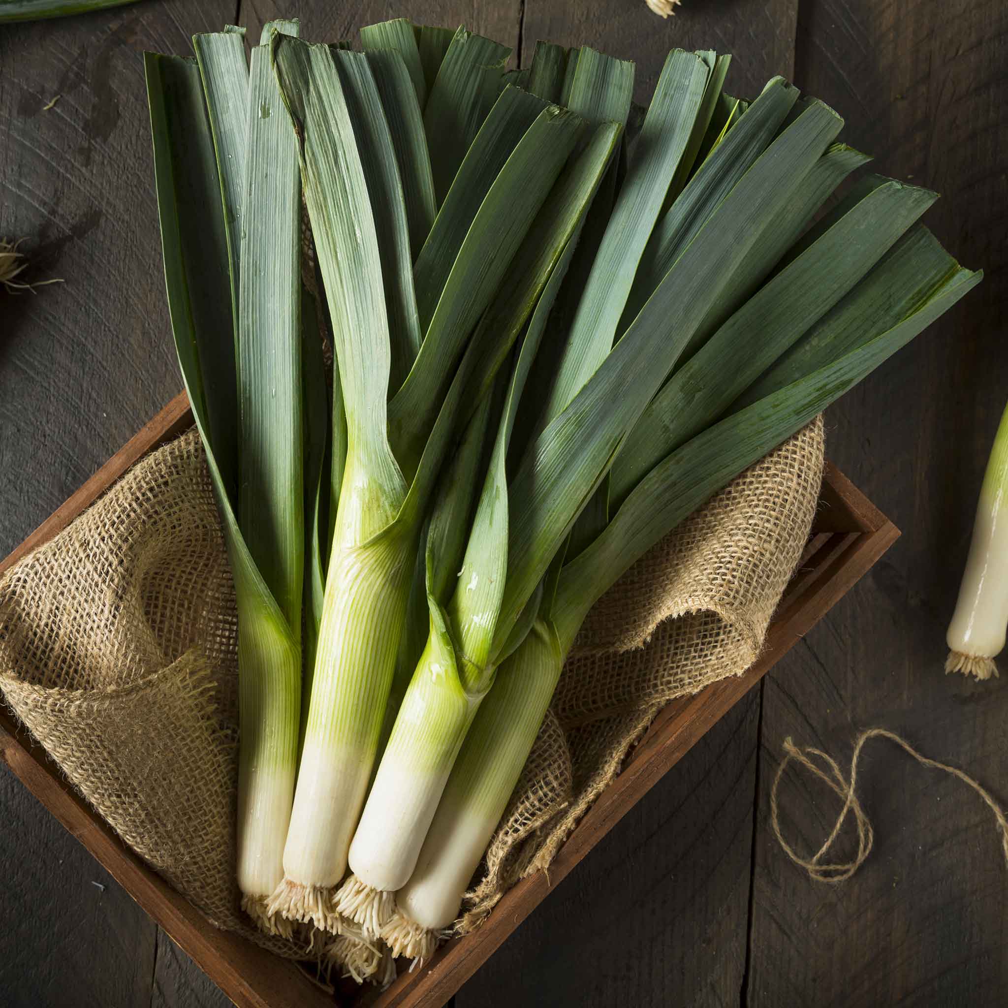 Bulk Leek Seeds | Buy in Bulk & Save | Bulk Seed Store