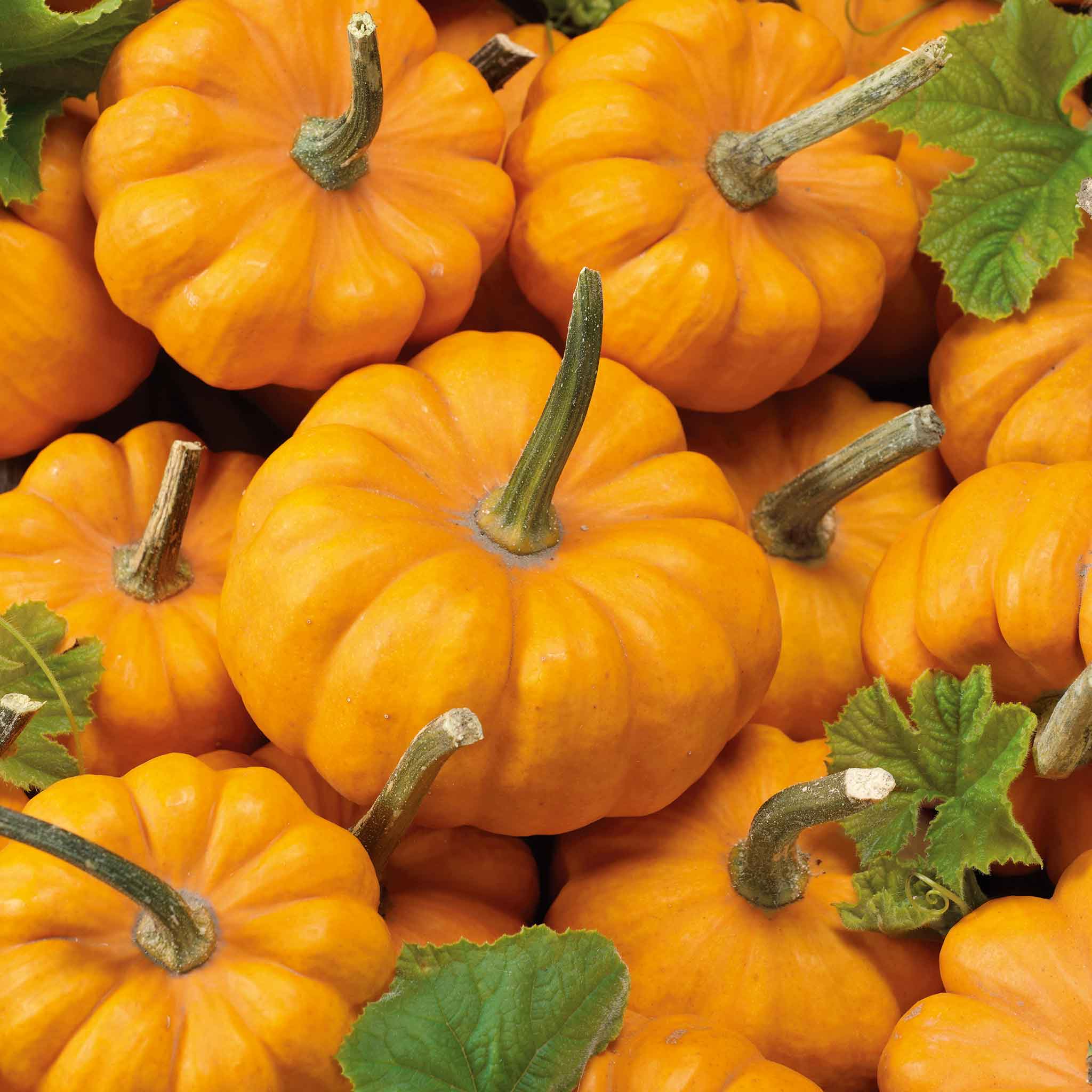 Bulk Pumpkin Seeds | Buy in Bulk & Save | Bulk Seed Store