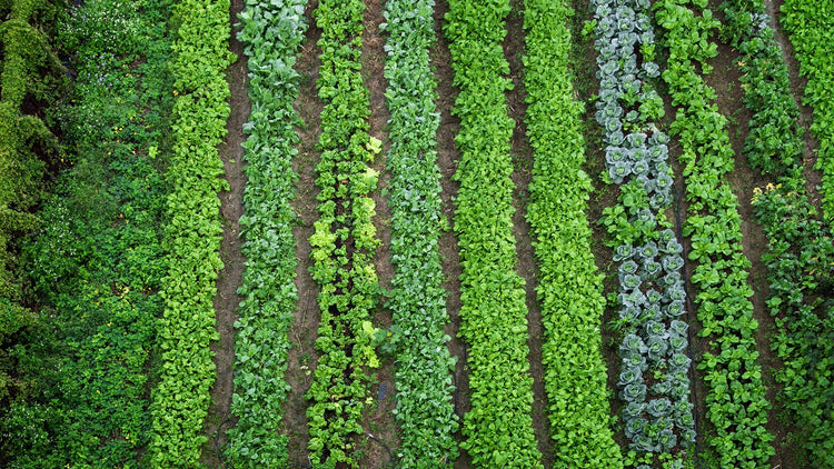 Bulk Seeds | Flower, Vegetable & Herb Seeds | Bulk Seed Store