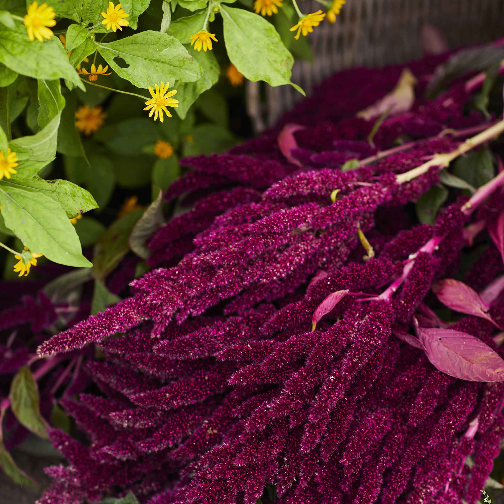 Bulk Amaranthus Seeds - Pygmy Torch | Bulk Seed Store