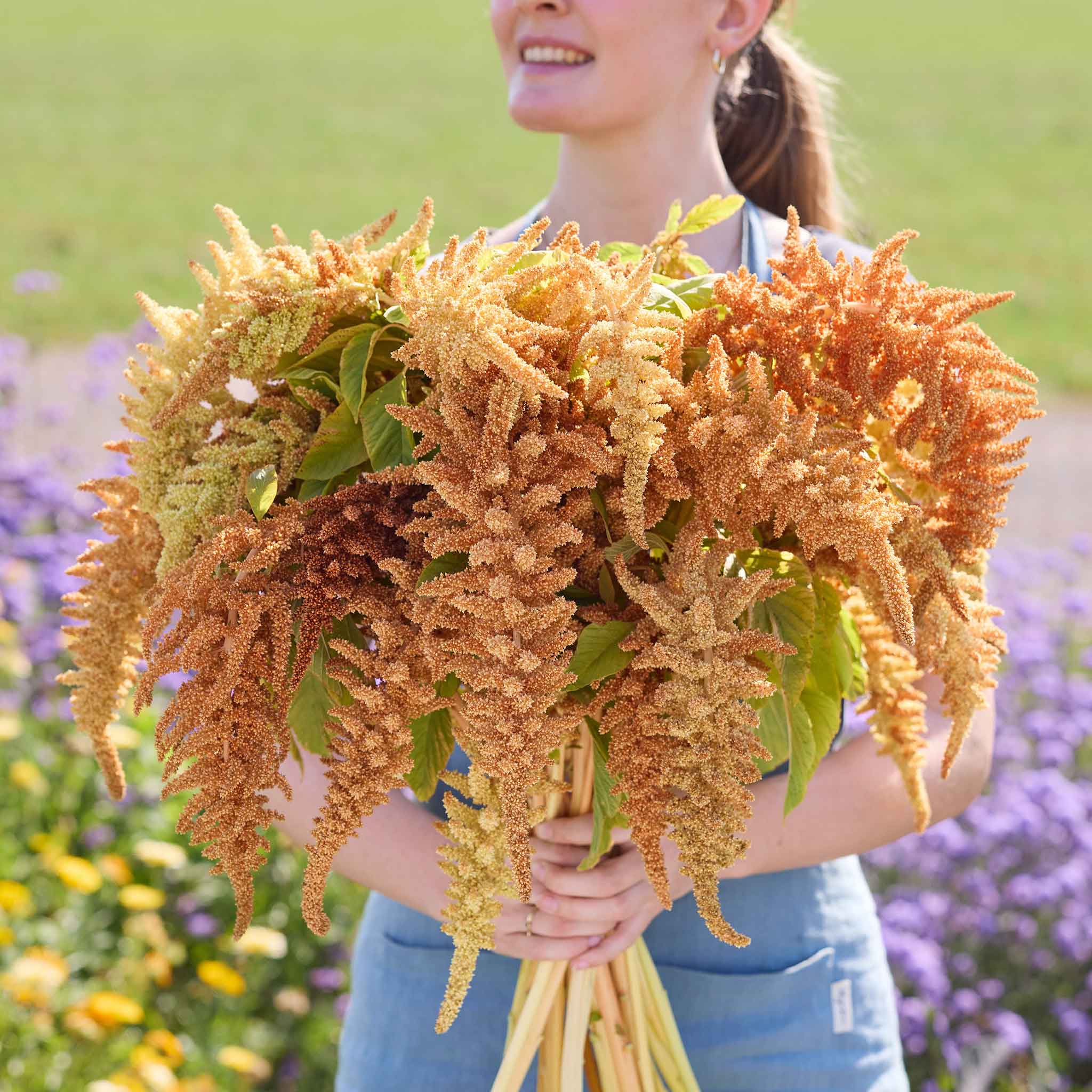 Bulk Amaranthus Seeds - Autumn's Touch | Bulk Seed Store