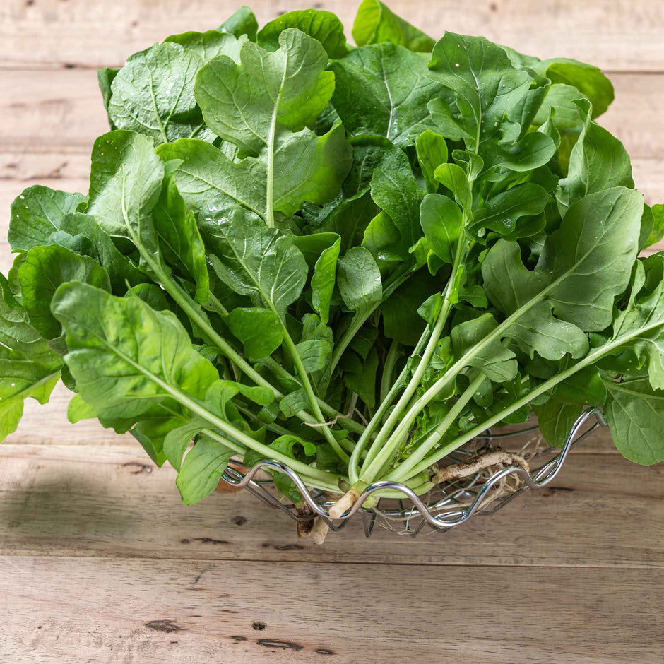 Bulk Arugula Seeds | Buy in Bulk & Save | Bulk Seed Store