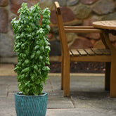Bulk Basil Seeds | Buy in Bulk & Save | Bulk Seed Store – Page 2
