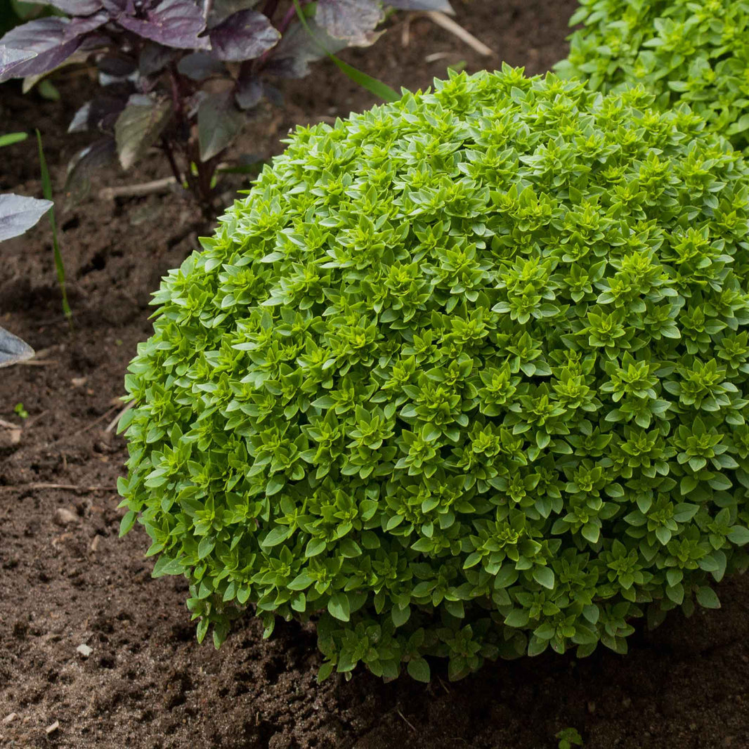 Bulk Basil Seeds | Buy in Bulk & Save | Bulk Seed Store – Page 2