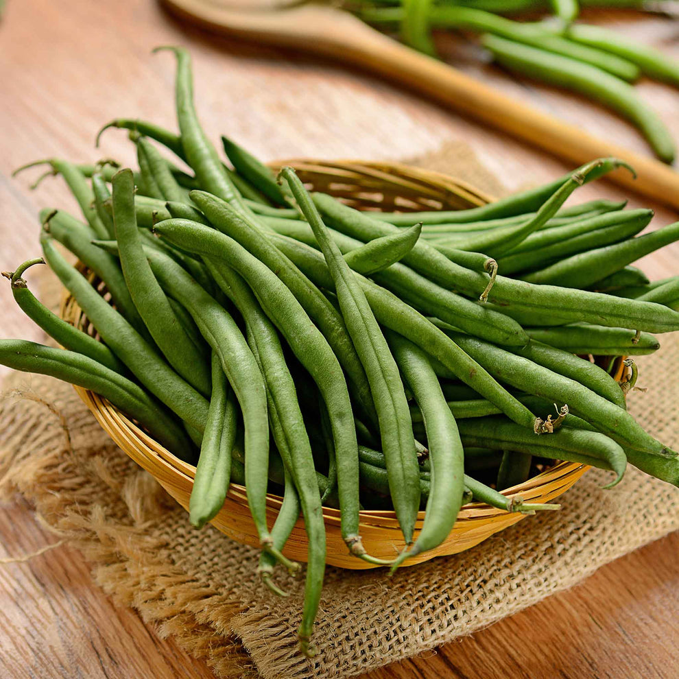 Bulk Bean Seeds (Bush) - Burpee Stringless | Bulk Seed Store