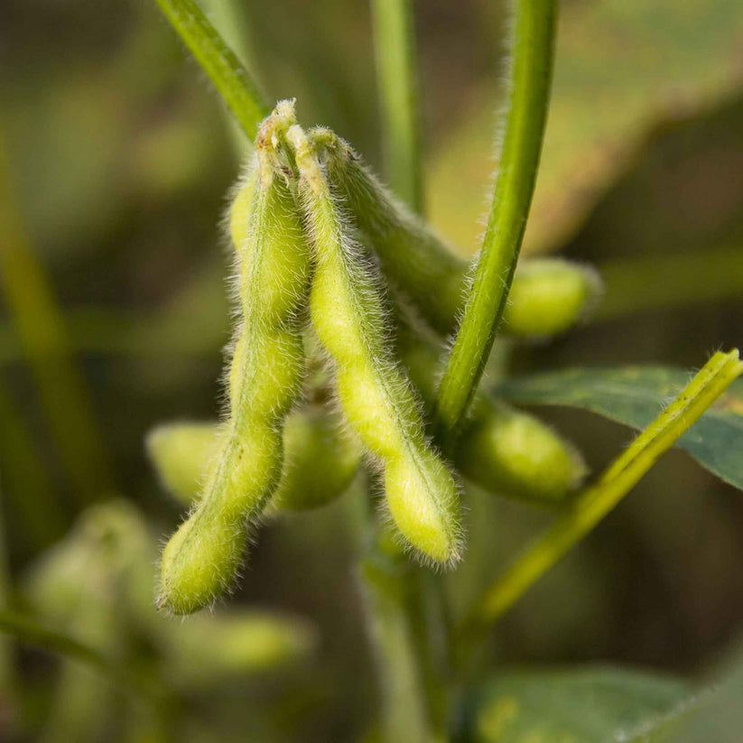 Bulk Bean Seeds - Edamame | Bulk Seed Store