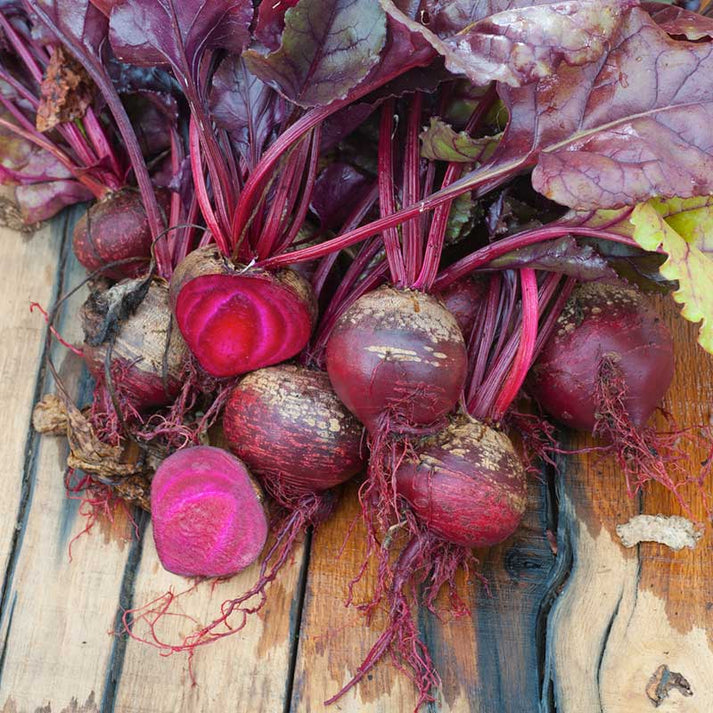 Bulk Beet Seeds - Bulls Blood | Bulk Seed Store
