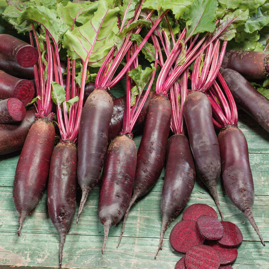 Bulk Beet Seeds | Buy in Bulk & Save | Bulk Seed Store