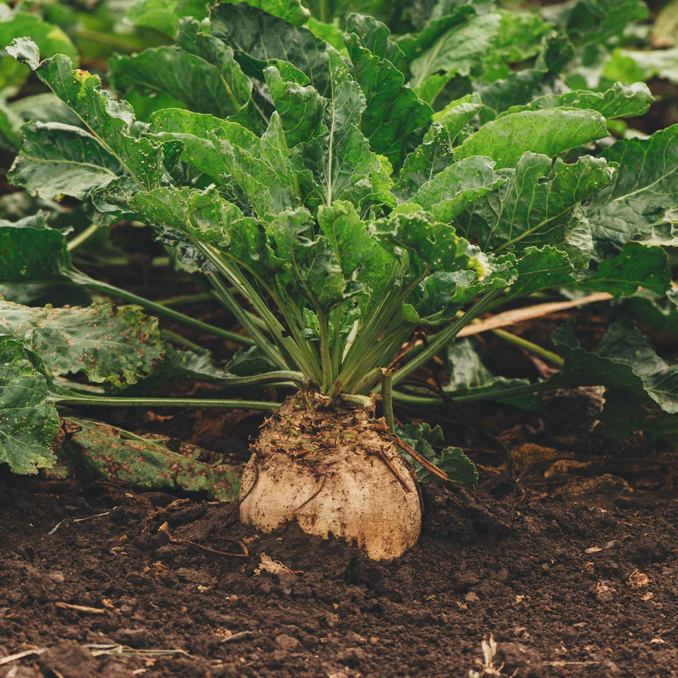 Bulk Sugar Beet Seeds | Bulk Seed Store