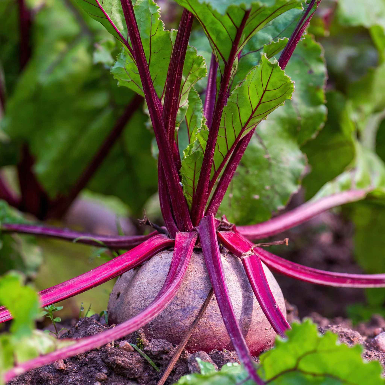 Bulk Beet Seeds - Detroit Dark Red | Bulk Seed Store