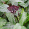 Black Bat Flower Seeds | Flower Seeds Bulk Seed Store