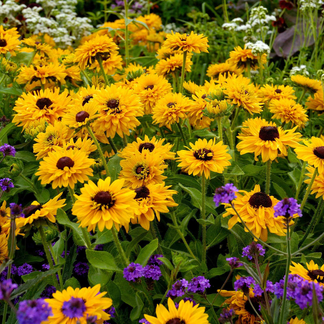 Bulk Black Eyed Susan Seeds | Buy in Bulk & Save | Bulk Seed Store