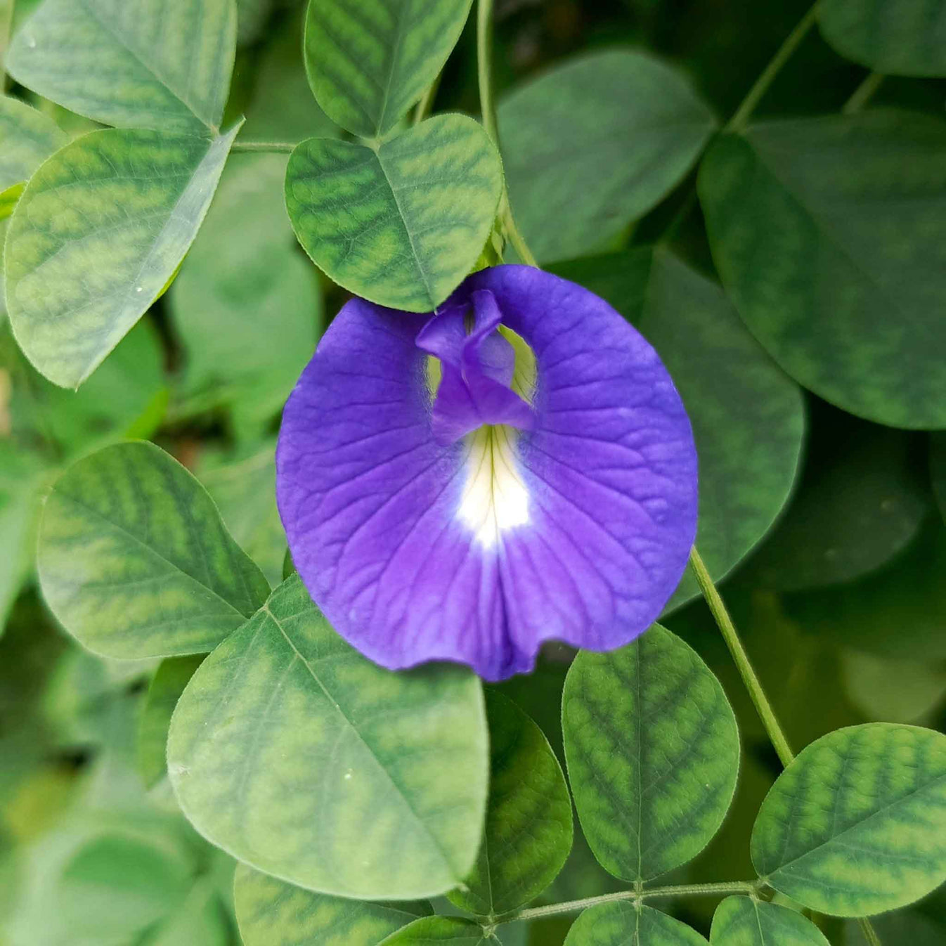 Bulk Butterfly Pea Seeds - Blue | Flower Seeds | Bulk Seed Store