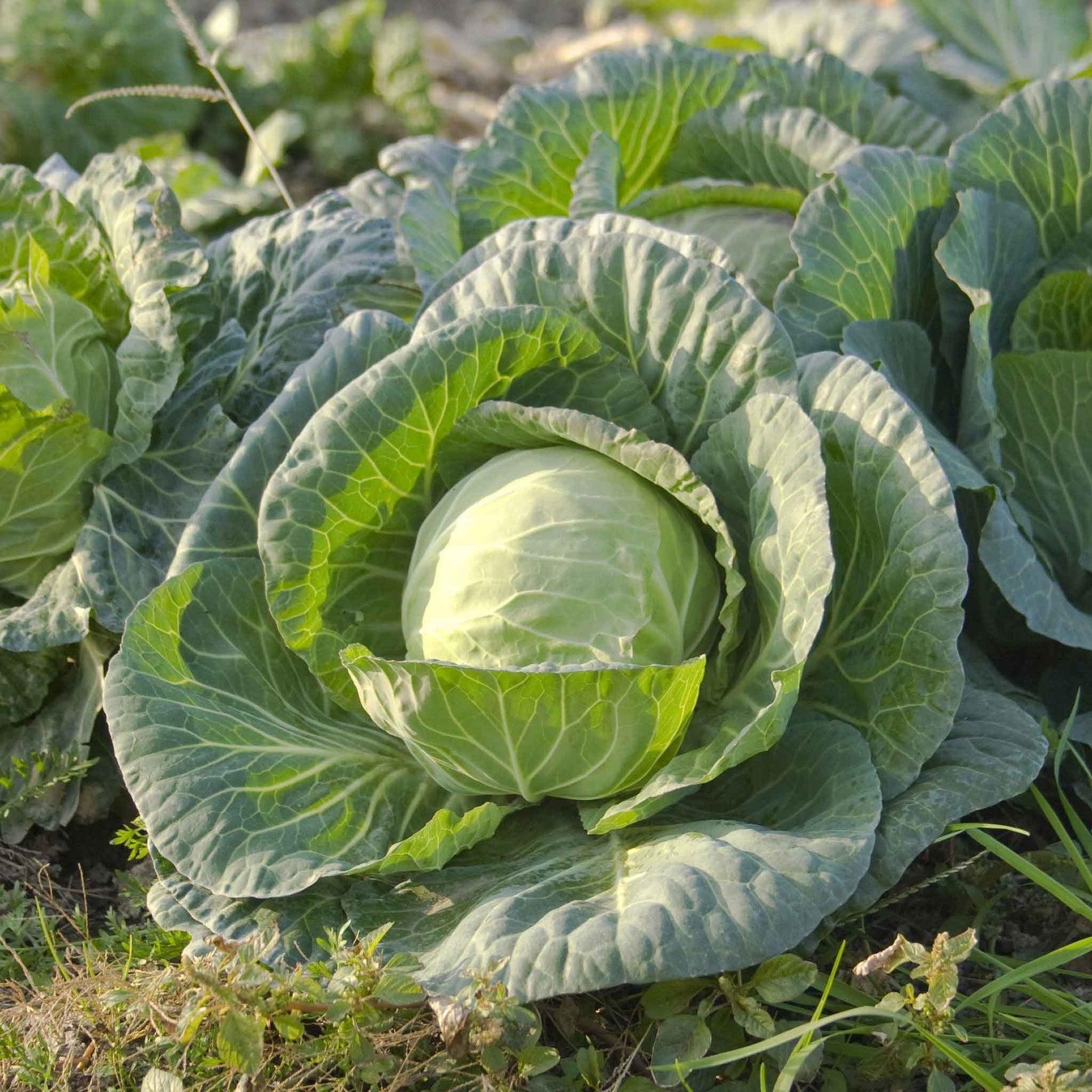 Bulk Cabbage Seeds - All Seasons | Bulk Seed Store