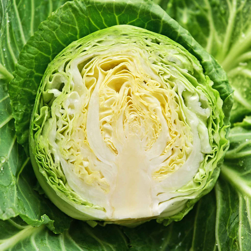 Bulk Cabbage Seeds - Copenhagen Market | Bulk Seed Store