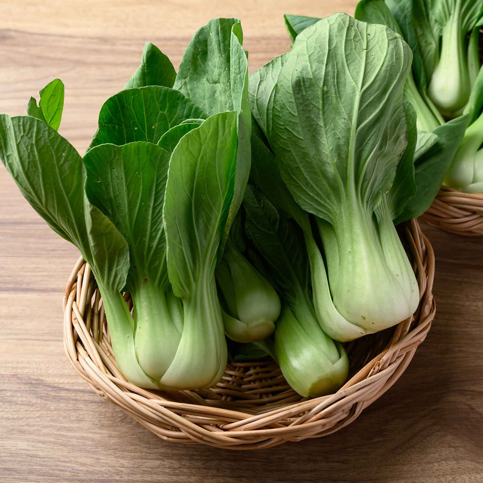 Bulk Chinese Cabbage Seeds - Pak Choy White Stem | Bulk Seed Store