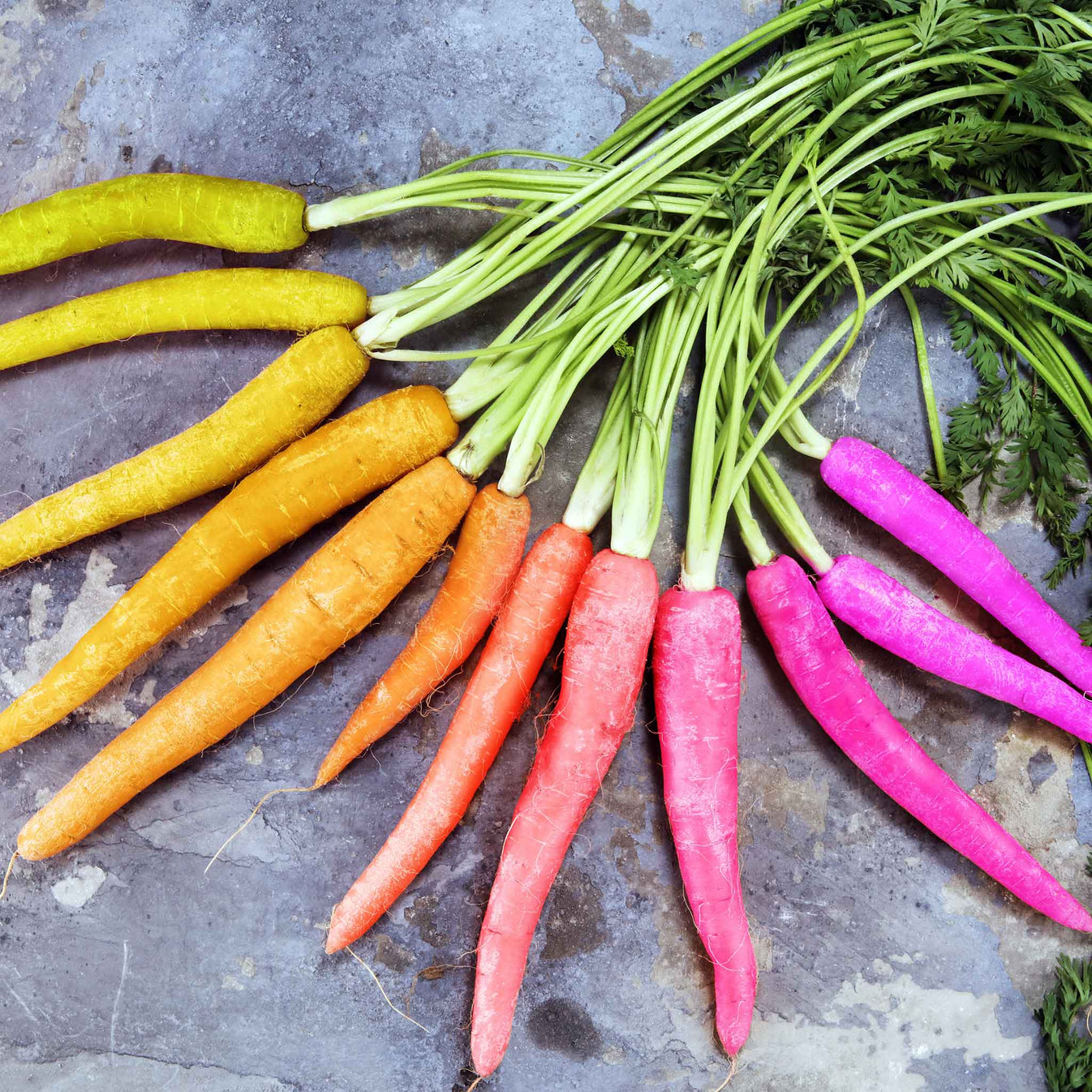 Bulk Carrot Seeds - Rainbow Blend | Bulk Seed Store
