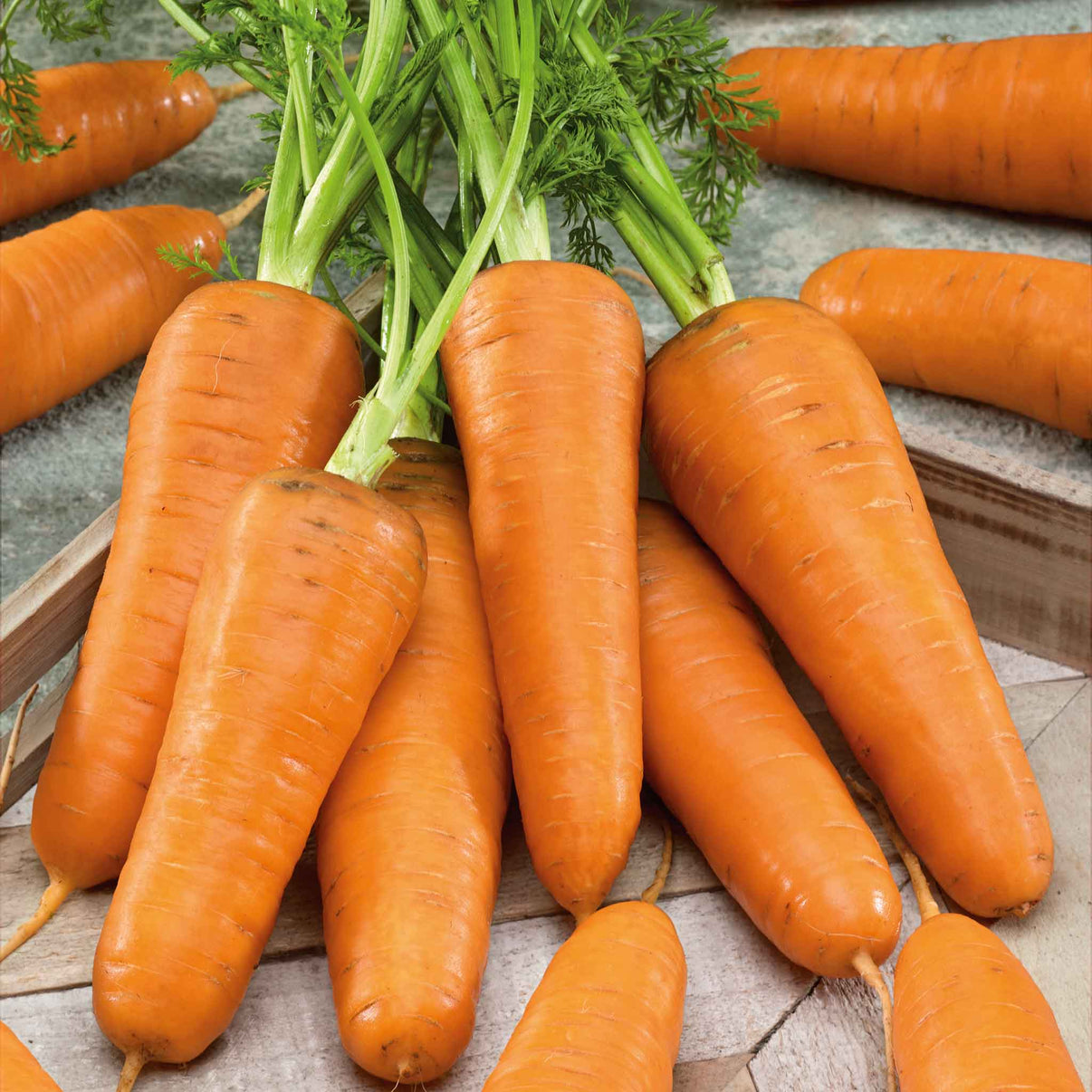 Bulk Carrot Seeds - Royal Chantenay | Bulk Seed Store
