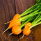 Bulk Carrot Seeds - Thumbelina | Bulk Seed Store