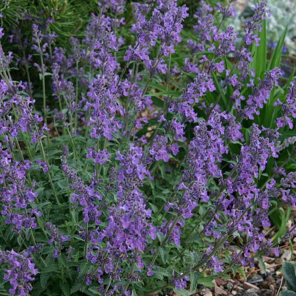 Bulk Catmint Seeds - Blue | Bulk Seed Store