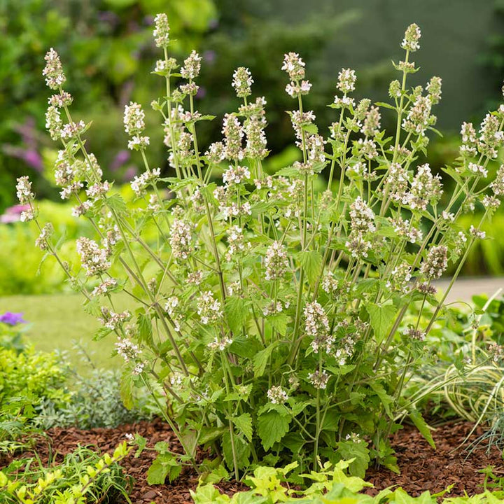 Bulk Catnip Seeds | Buy in Bulk & Save | Bulk Seed Store