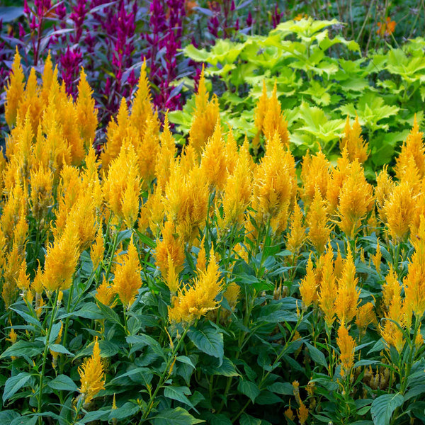 Bulk Celosia Seeds - Golden Plume | Bulk Seed Store