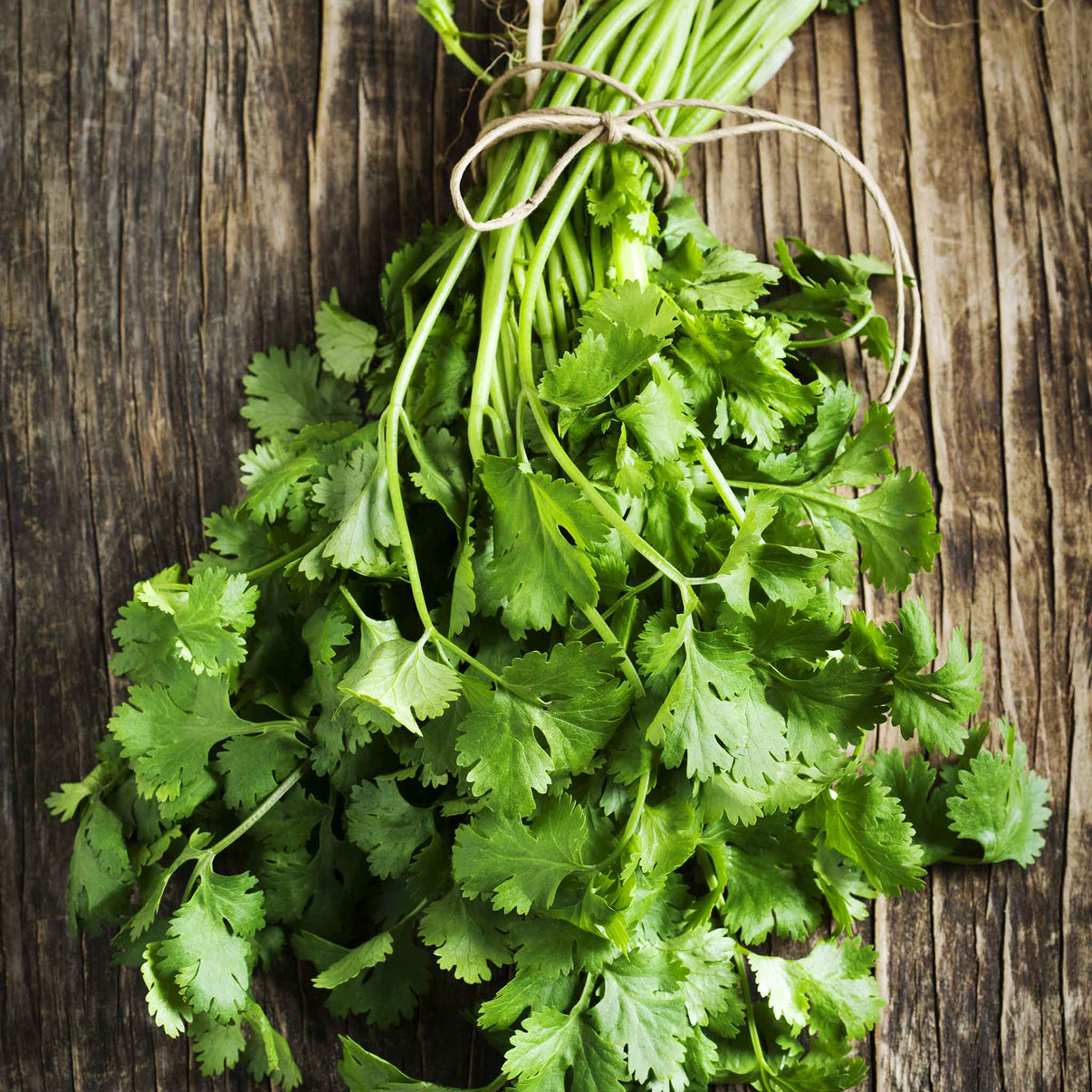 Bulk Cilantro/Coriander Seeds - Fiesta Green | Bulk Seed Store