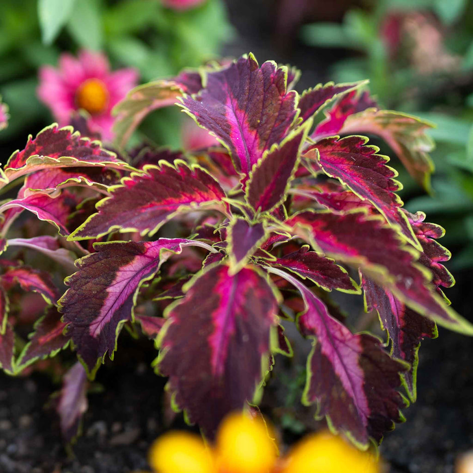 Bulk Coleus Seeds – Bulk Seed Store