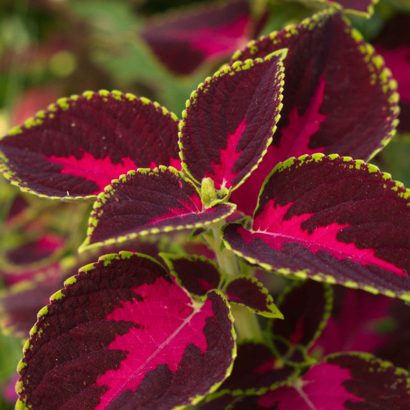 Bulk Coleus Seeds - Chocolate Covered Cherry | Bulk Seed Store