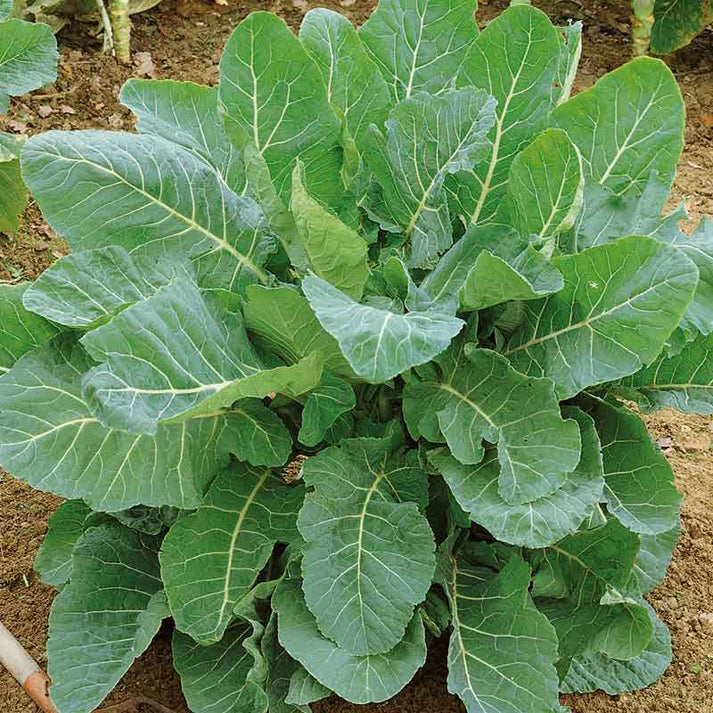 Bulk Collard Seeds - Georgia Southern | Bulk Seed Store