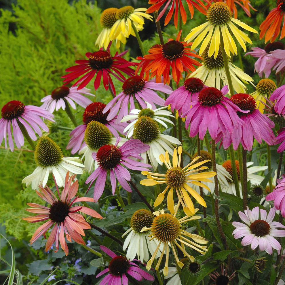Bulk Coneflower Seeds - Paradiso Mix | Bulk Seed Store