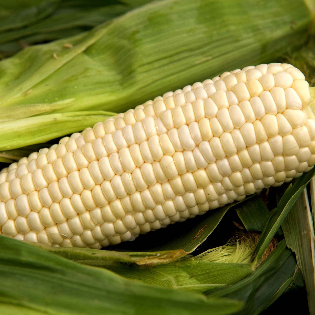 Bulk Corn Seeds | Buy in Bulk & Save | Bulk Seed Store
