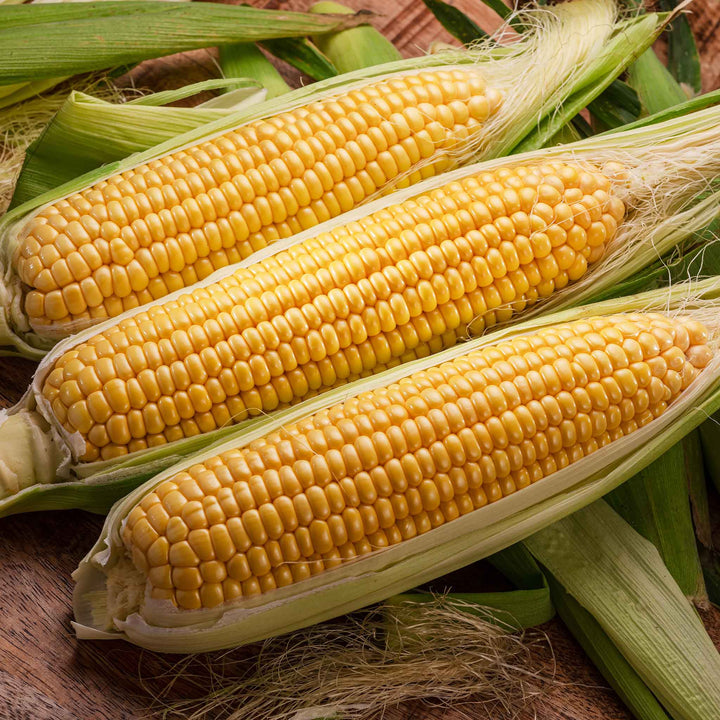 Bulk Corn Seeds | Buy in Bulk & Save | Bulk Seed Store