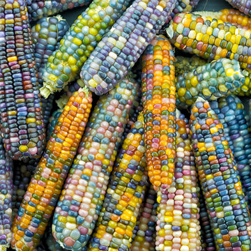 Bulk Corn Seeds | Buy in Bulk & Save | Bulk Seed Store