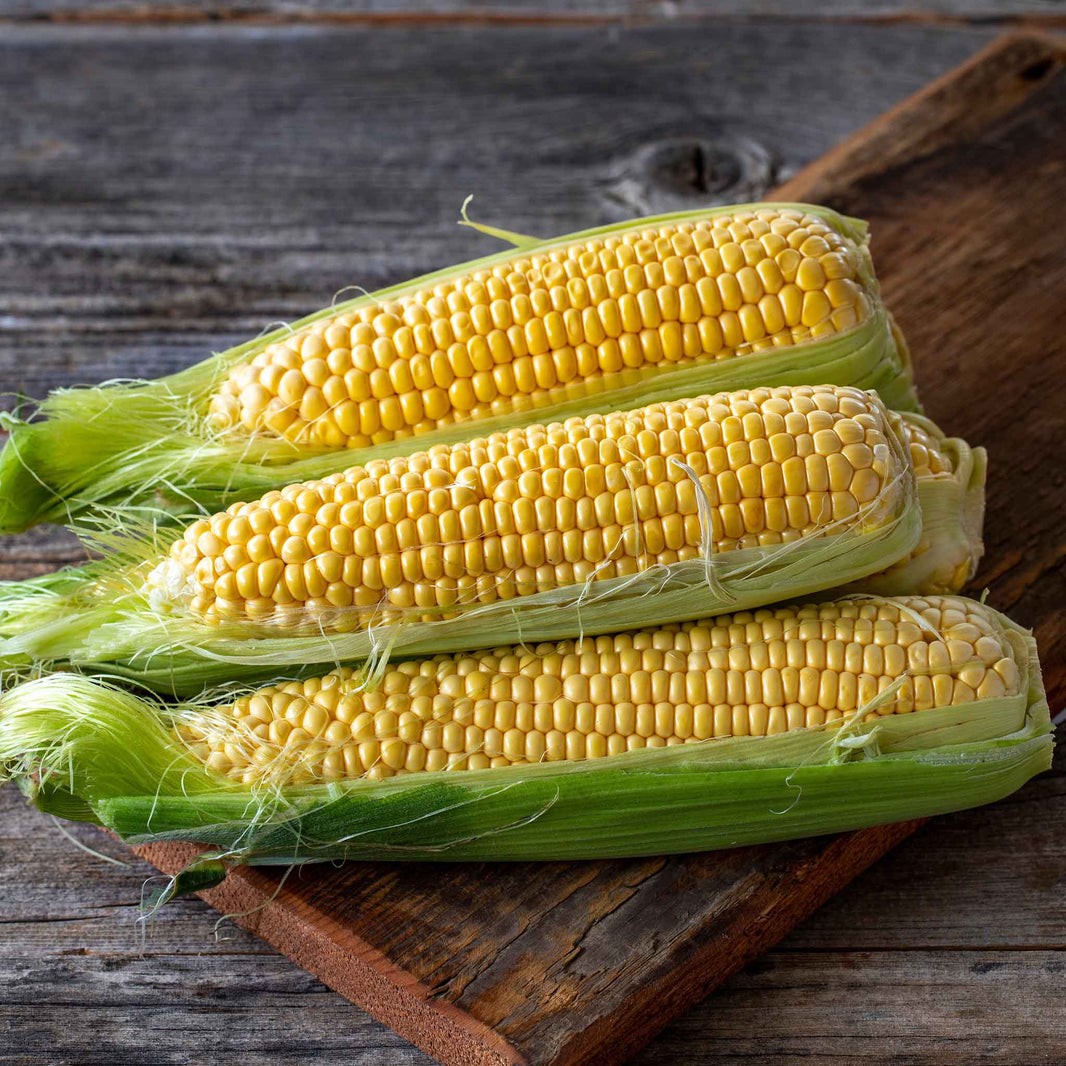 Bulk Corn Seeds | Buy in Bulk & Save | Bulk Seed Store