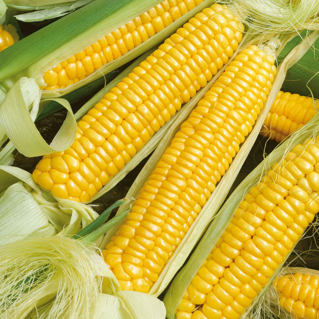 Bulk Corn Seeds | Buy in Bulk & Save | Bulk Seed Store