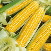 Bulk Corn Seeds | Buy in Bulk & Save | Bulk Seed Store