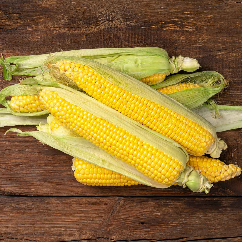 Bulk Corn Seeds - Jubilee | Bulk Seed Store