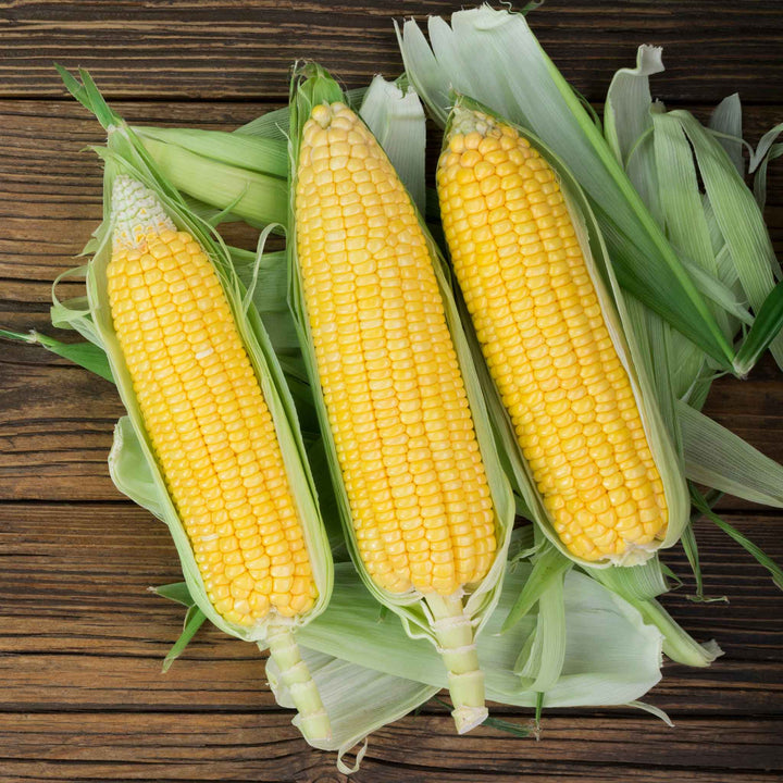 Bulk Corn Seeds | Buy in Bulk & Save | Bulk Seed Store