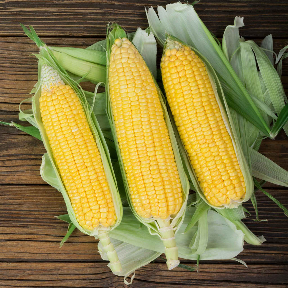 Bulk Corn Seeds | Buy in Bulk & Save | Bulk Seed Store