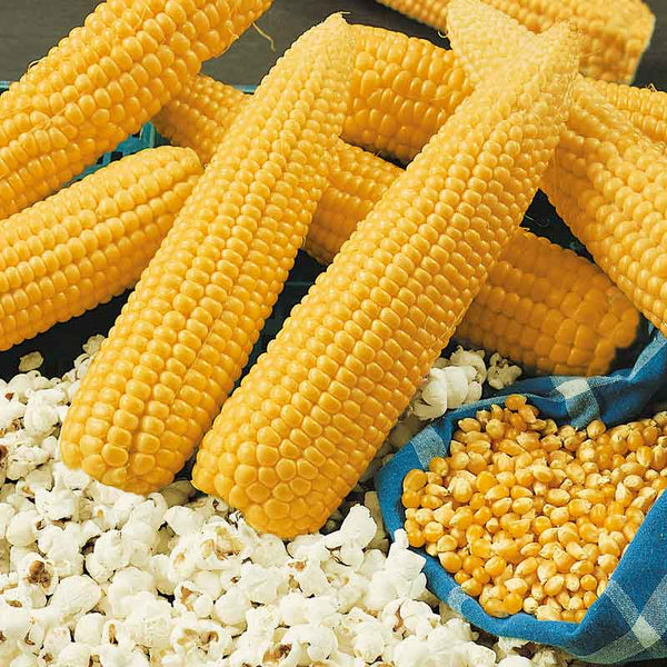 Bulk Corn Seeds - Popcorn | Bulk Seed Store